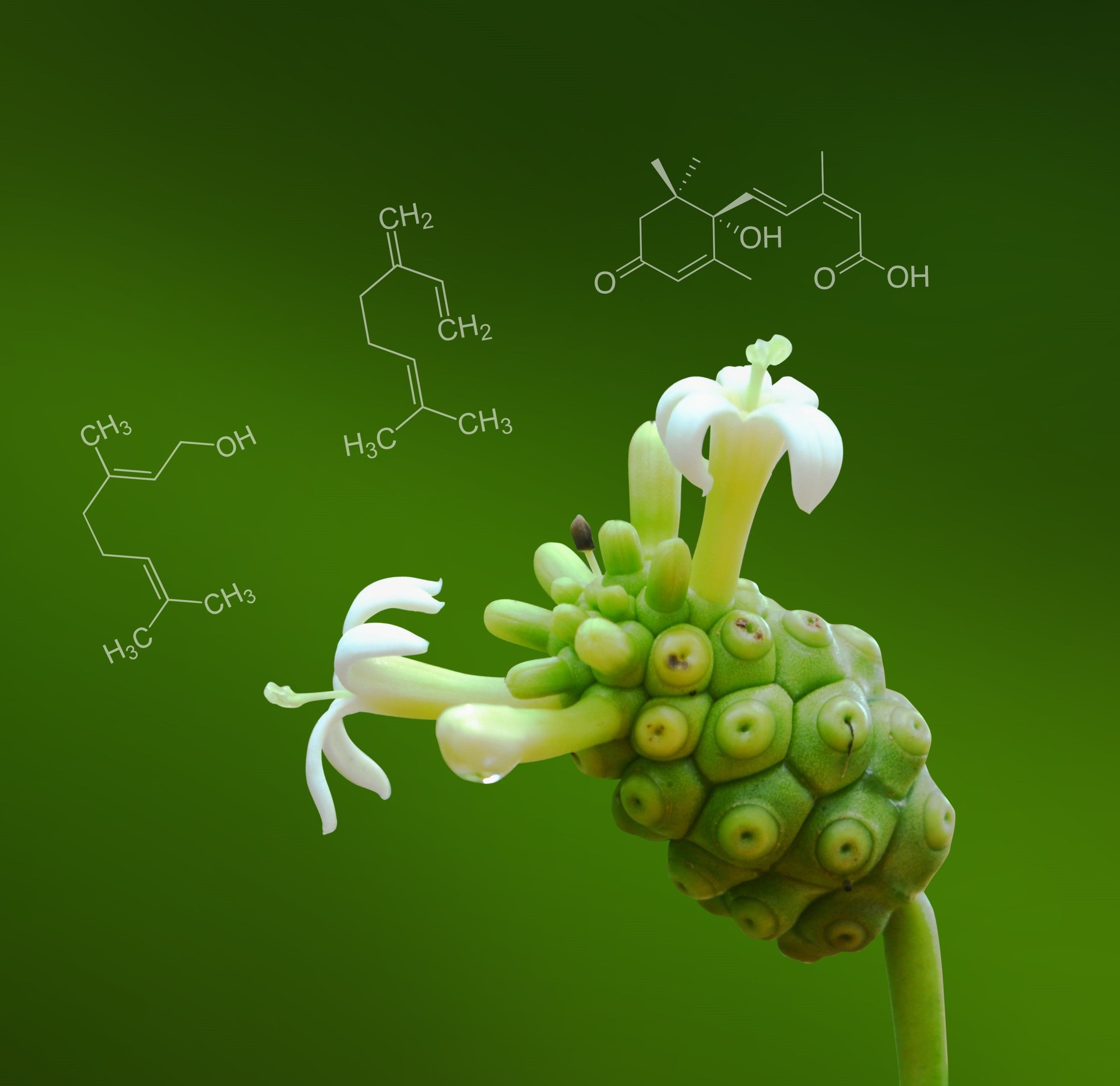 QUORA NONI™ biomics